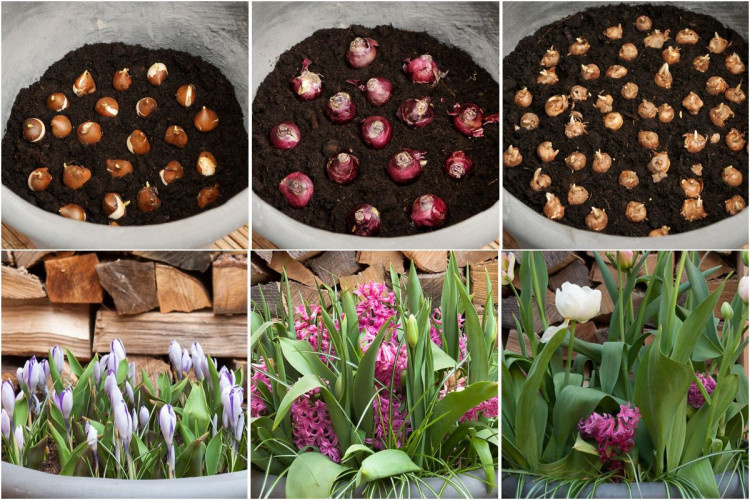 Jak prawidłowo sadzić cebulki do doniczek? Krótki poradnik